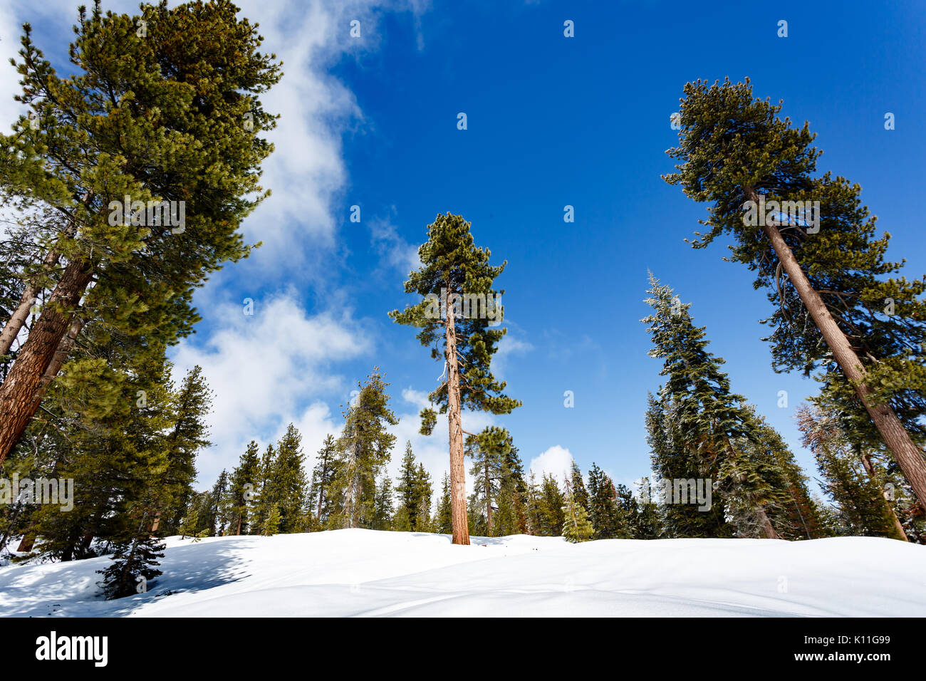 Redwood forest winter hi-res stock photography and images - Alamy