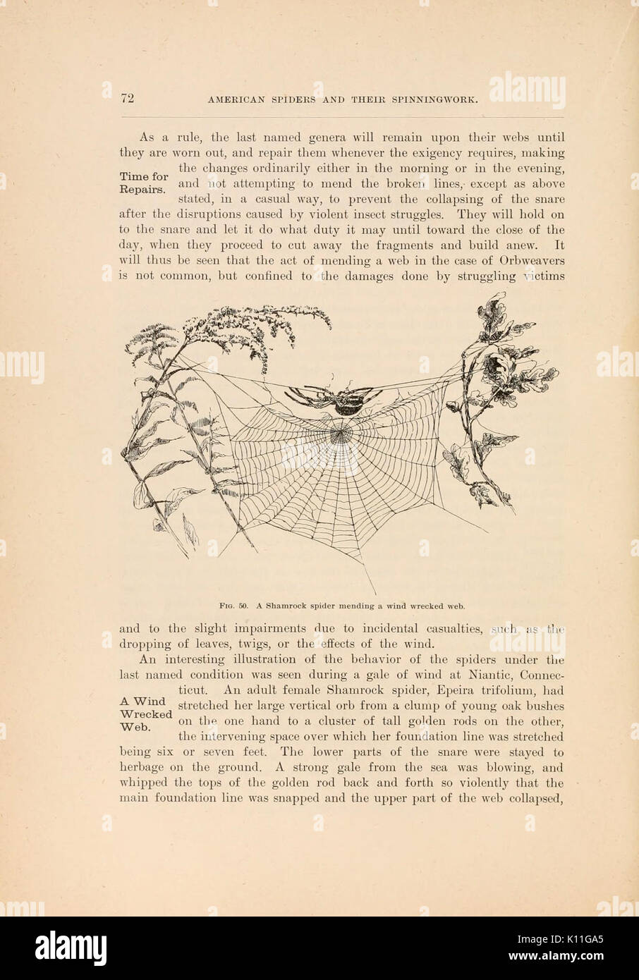 American spiders and their spinningwork (Page 72, Fig. 50) BHL4492708 ...