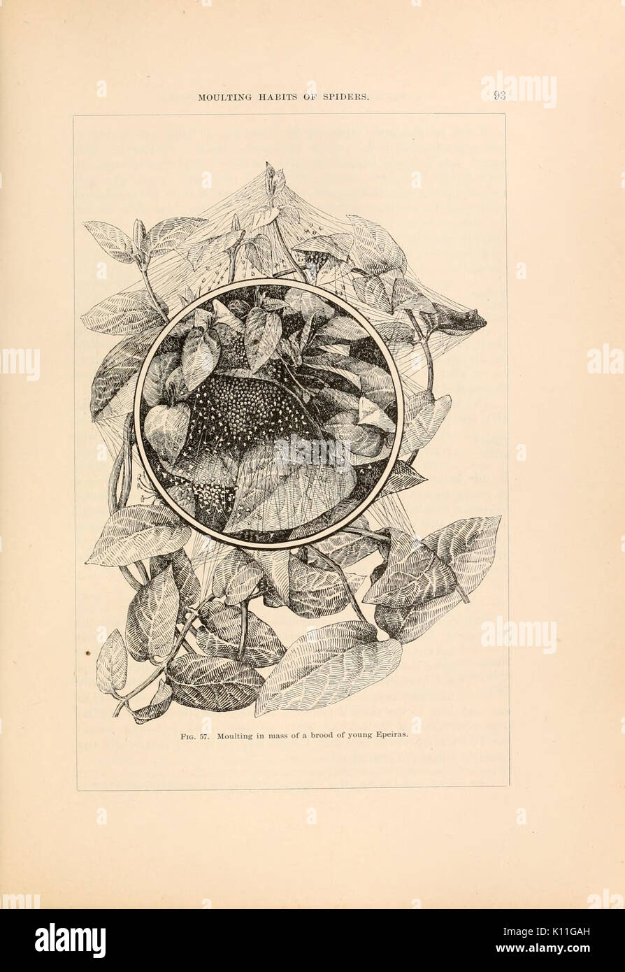 American spiders and their spinningwork (Page 93, Fig. 57) BHL4492730 ...