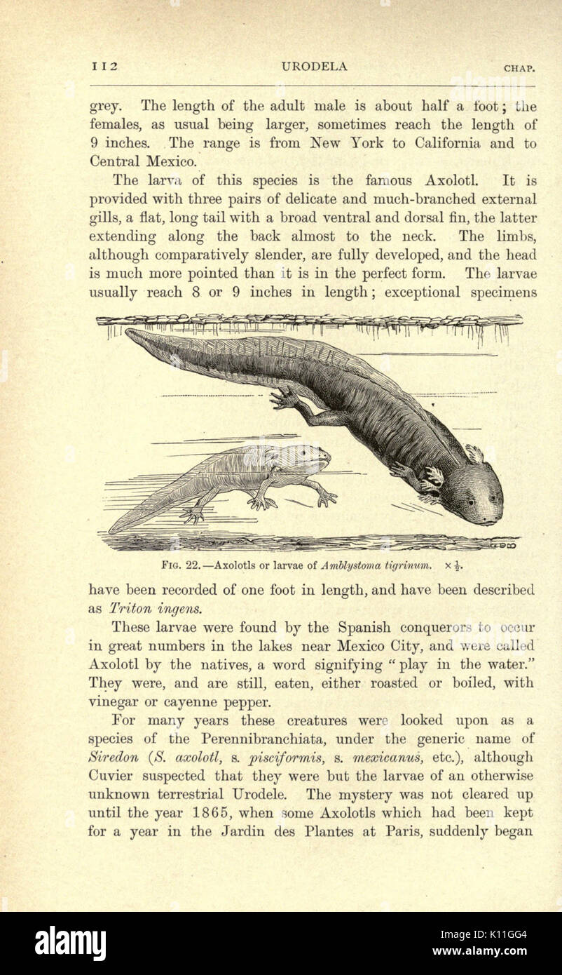 Amphibian skeletal morphology hi-res stock photography and images - Alamy