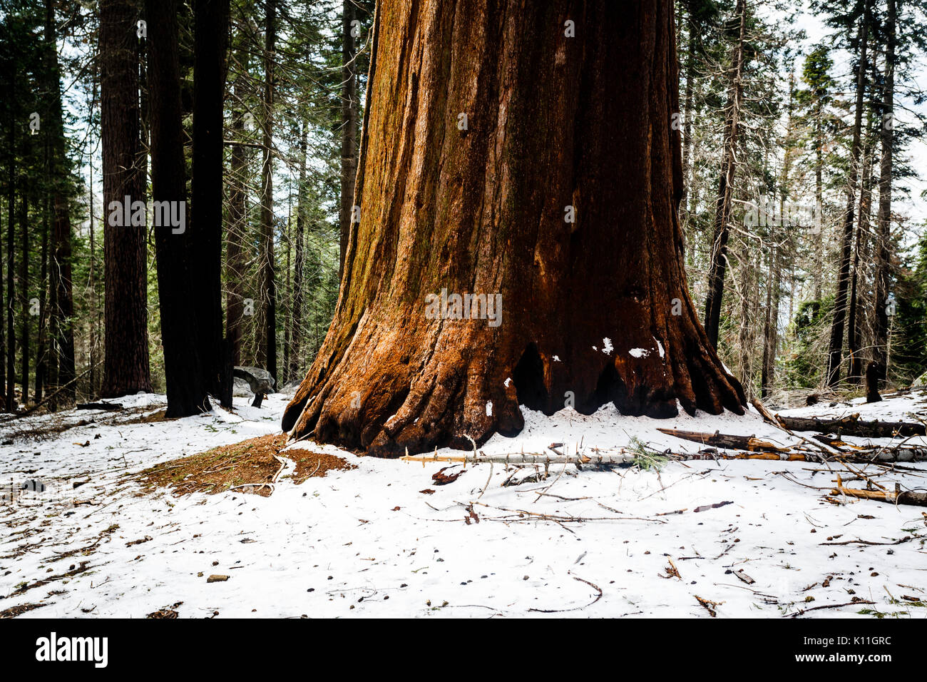 Sun shines on the base of the giant sequoia highlighting its red bark ...