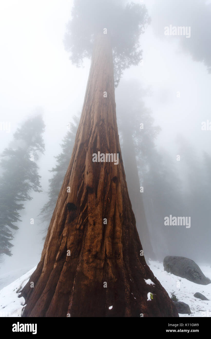 The texture of the giant sequoia tree bark forms interesting patterns ...