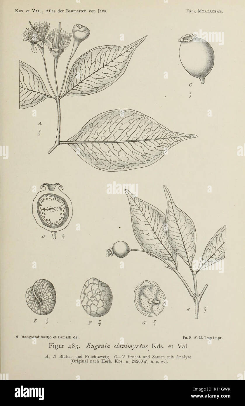 'Atlas der Baumarten von Java' is a botanical reference book detailing ...