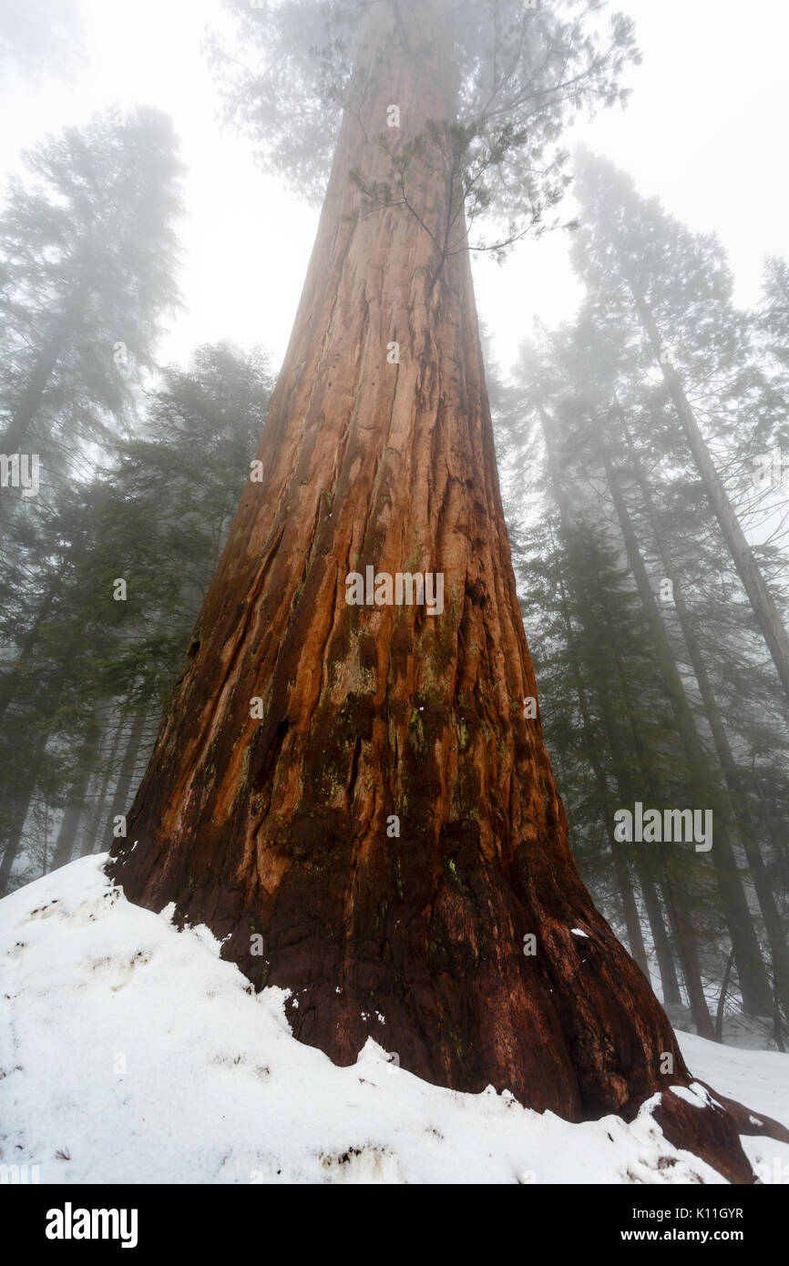 Fat trees hi-res stock photography and images - Alamy