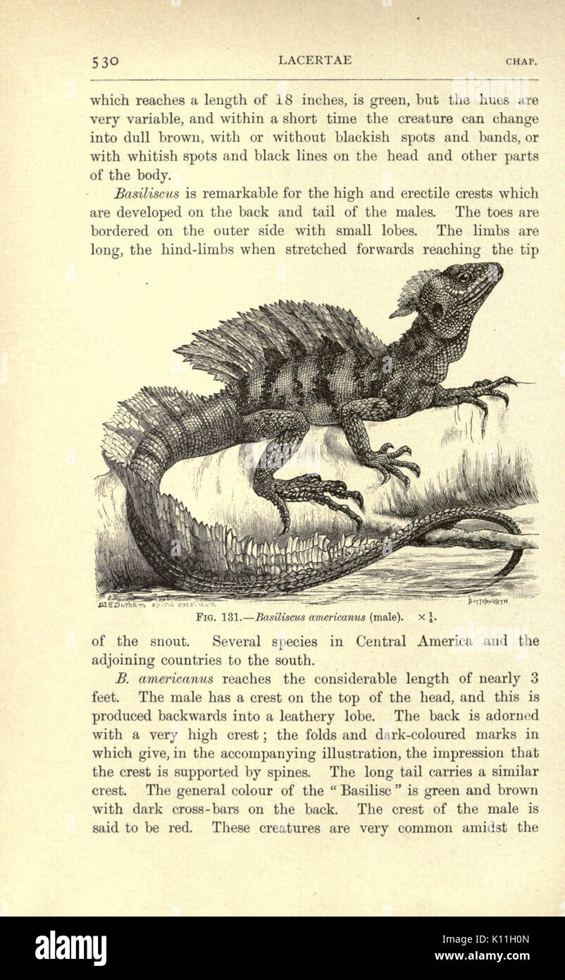 Amphibia and reptiles (Page 530, Fig. 131) BHL23288601 Stock Photo - Alamy