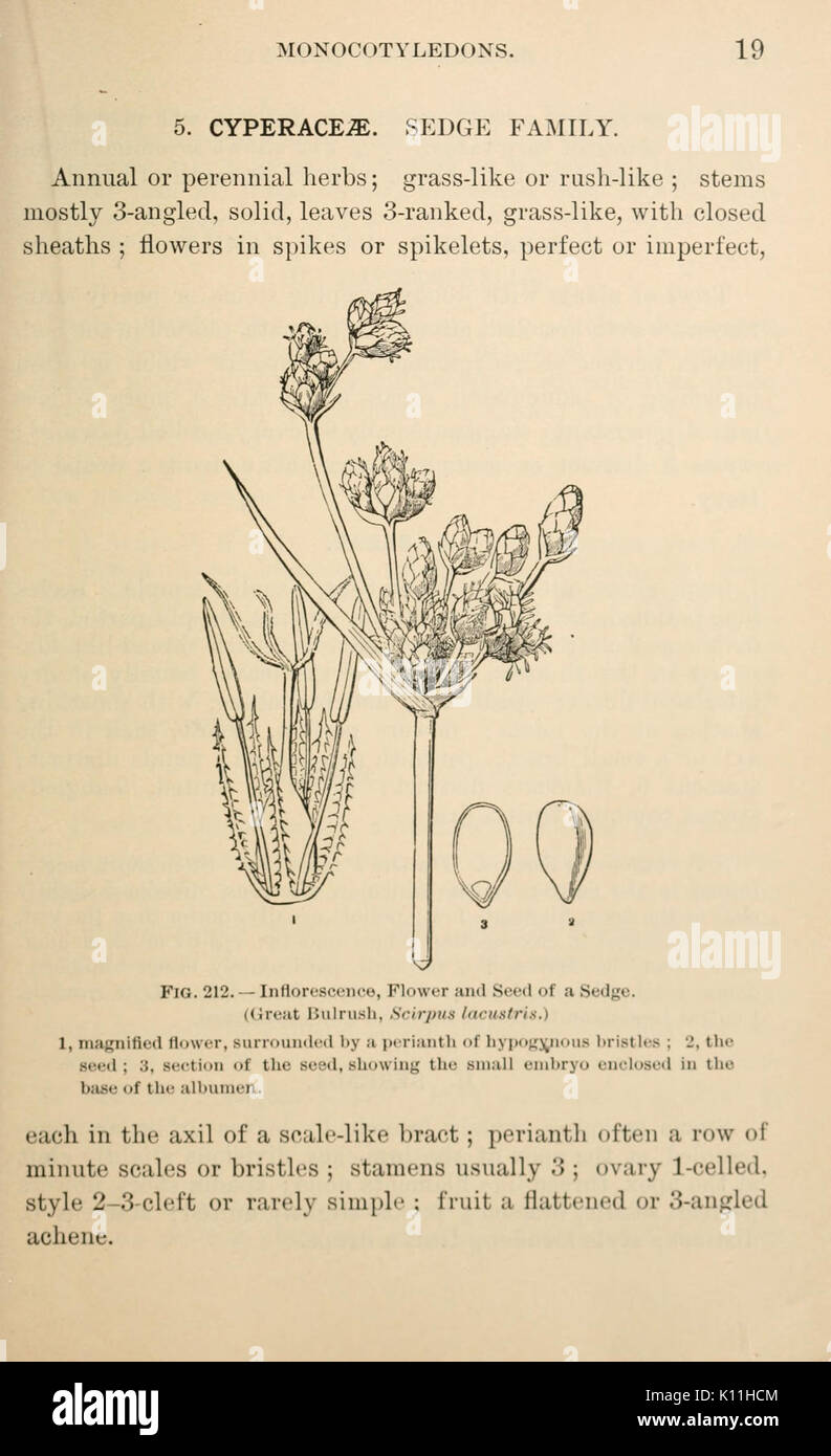 Bergen's Elements of botany key and flora, southern United States ...