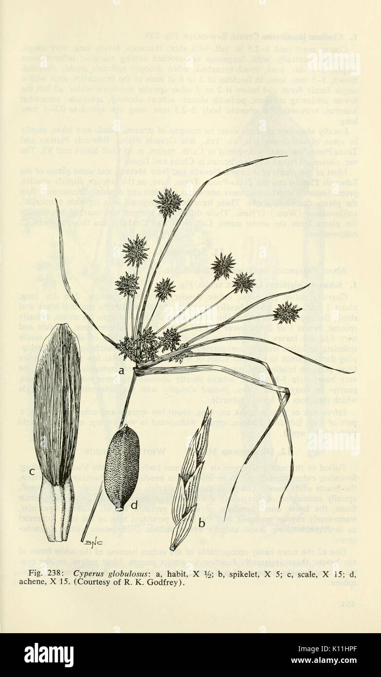 Aquatic and wetland plants of southwestern United States (Page 463 ...