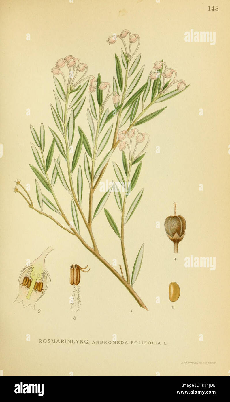 Billeder af nordens flora (Plate 148) BHL10459497 Stock Photo - Alamy