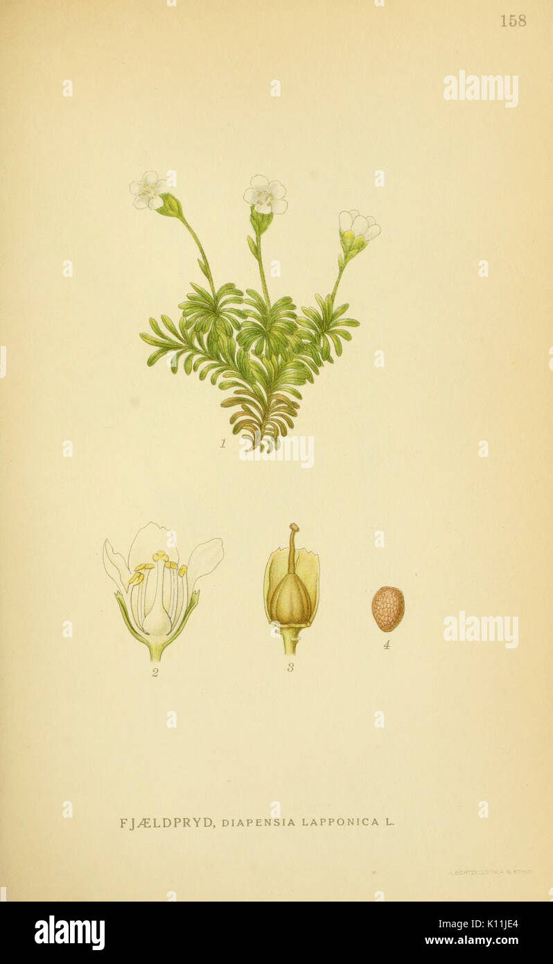 This plate from *Billeder af Nordens Flora* features a detailed ...