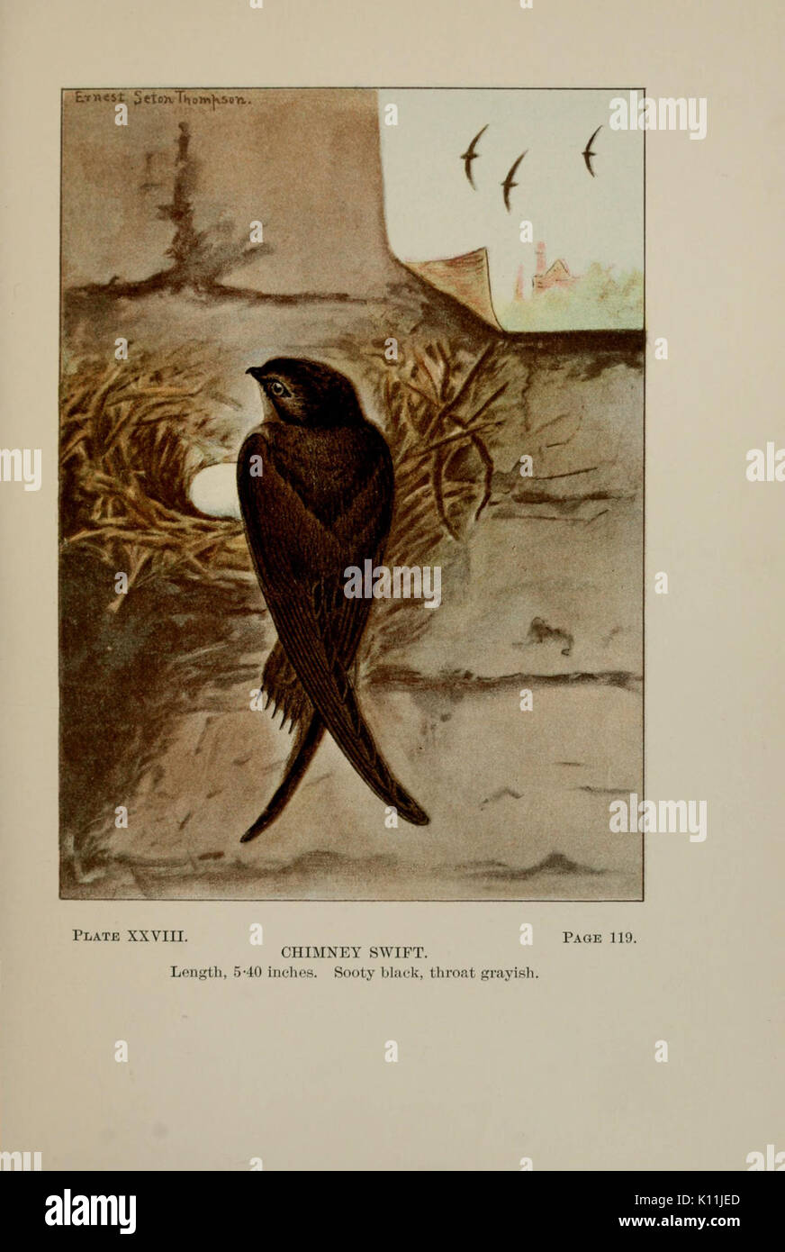 Bird life (Plate XXVIII) BHL7855830 Stock Photo - Alamy