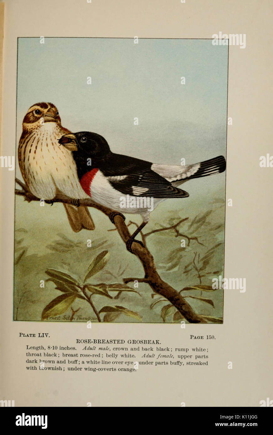Plate LIV from 'Bird Life' features detailed illustrations of various ...