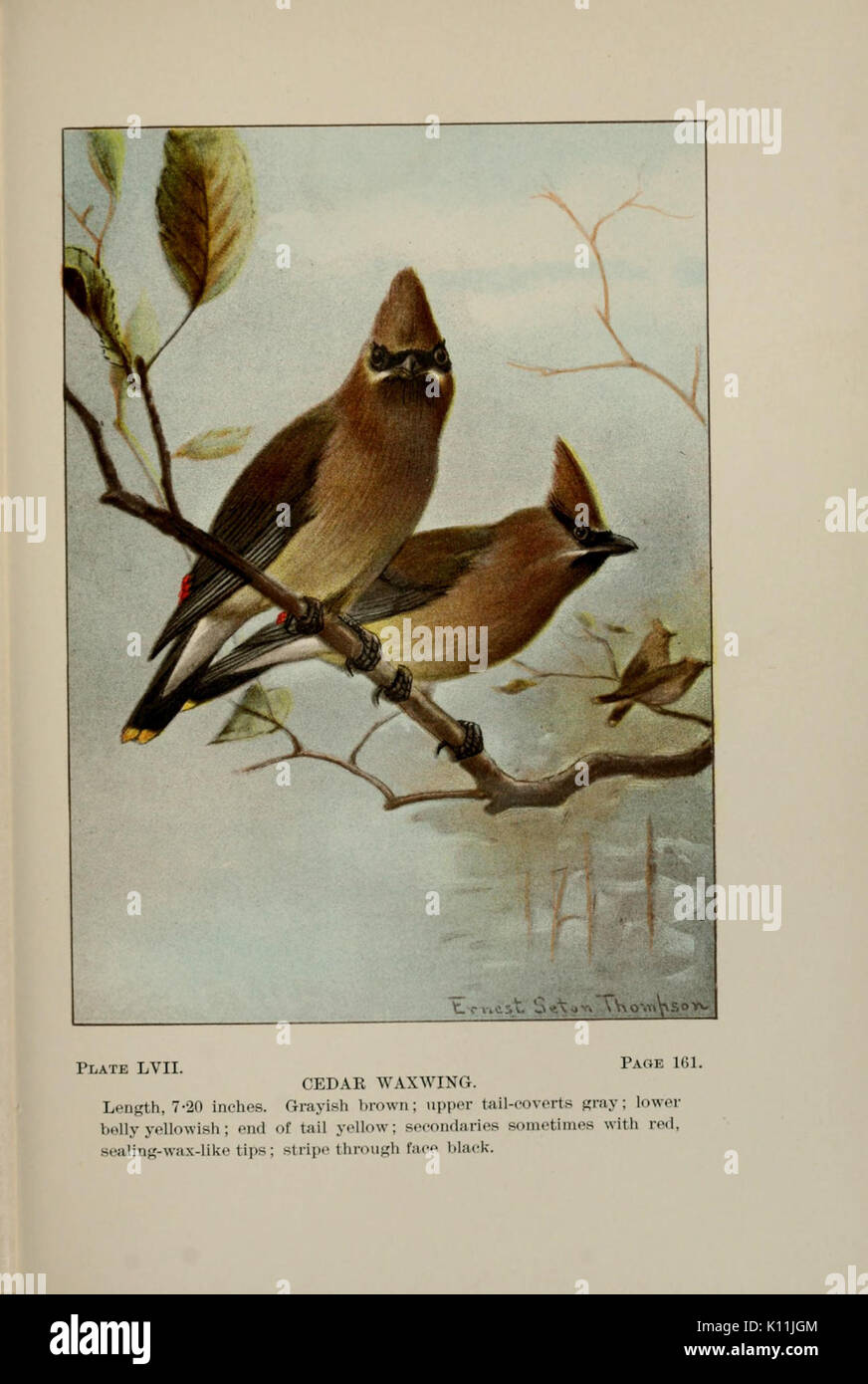 Plate LVI from the 'Bird Life' series showcases various bird species in ...