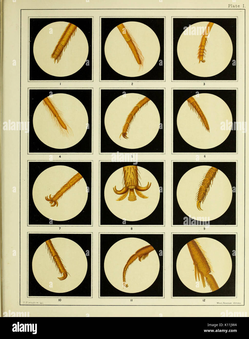 Mimetic art hi-res stock photography and images - Alamy