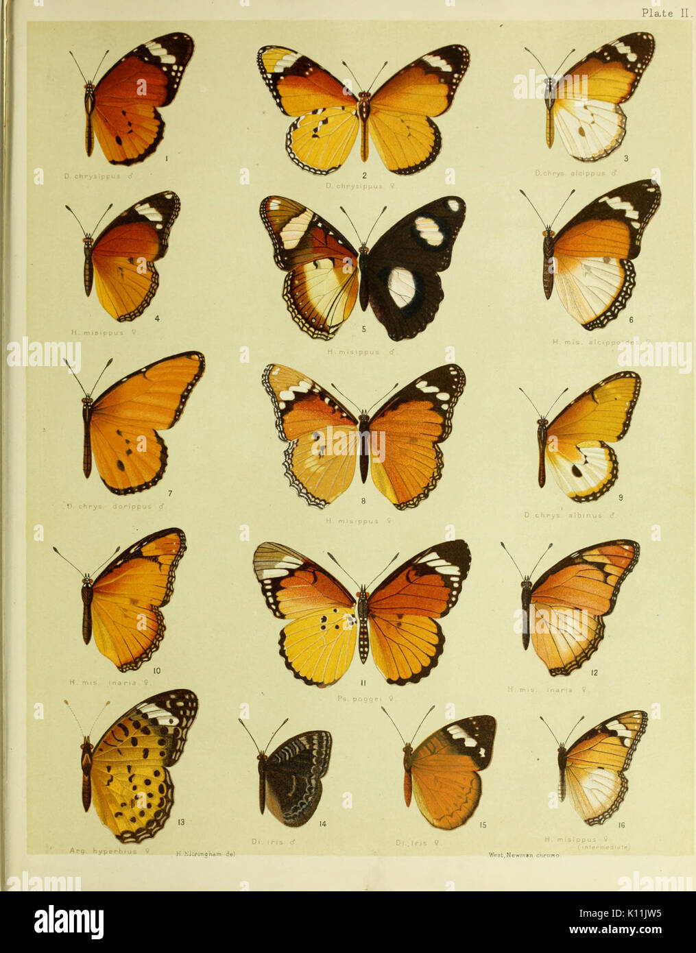 Mimetic art hi-res stock photography and images - Alamy