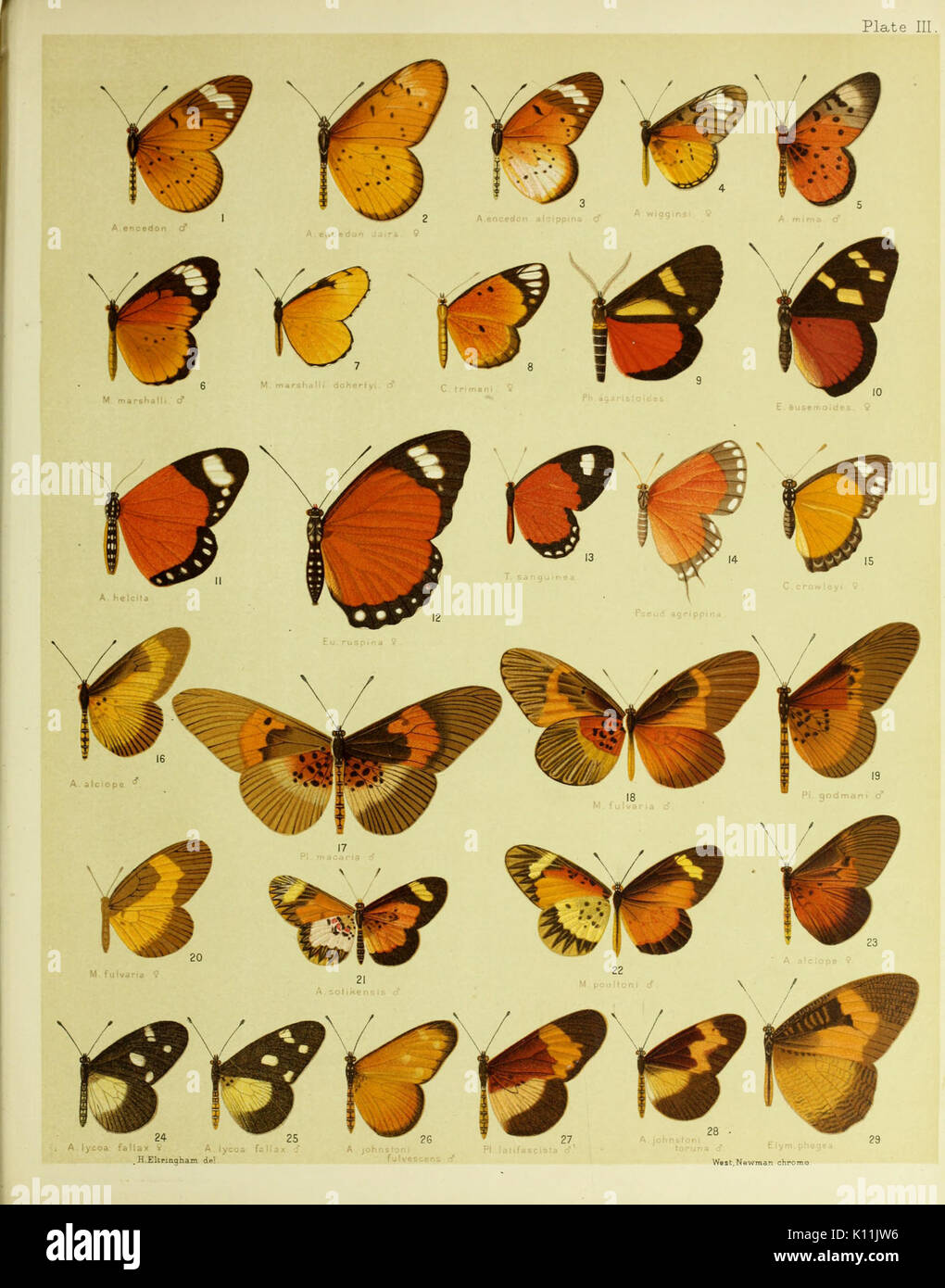 Mimetic art hi-res stock photography and images - Alamy