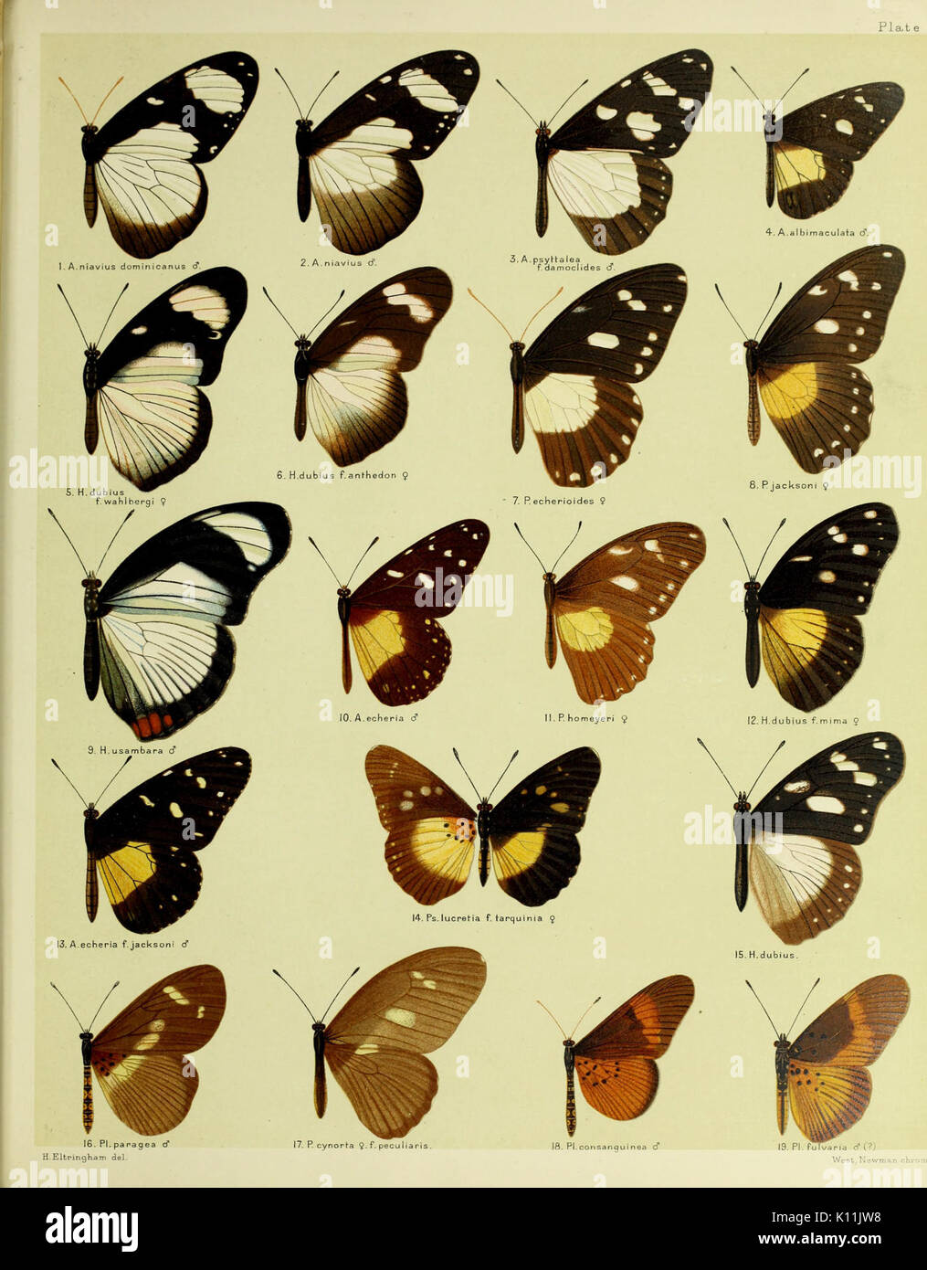 Mimetic art hi-res stock photography and images - Alamy