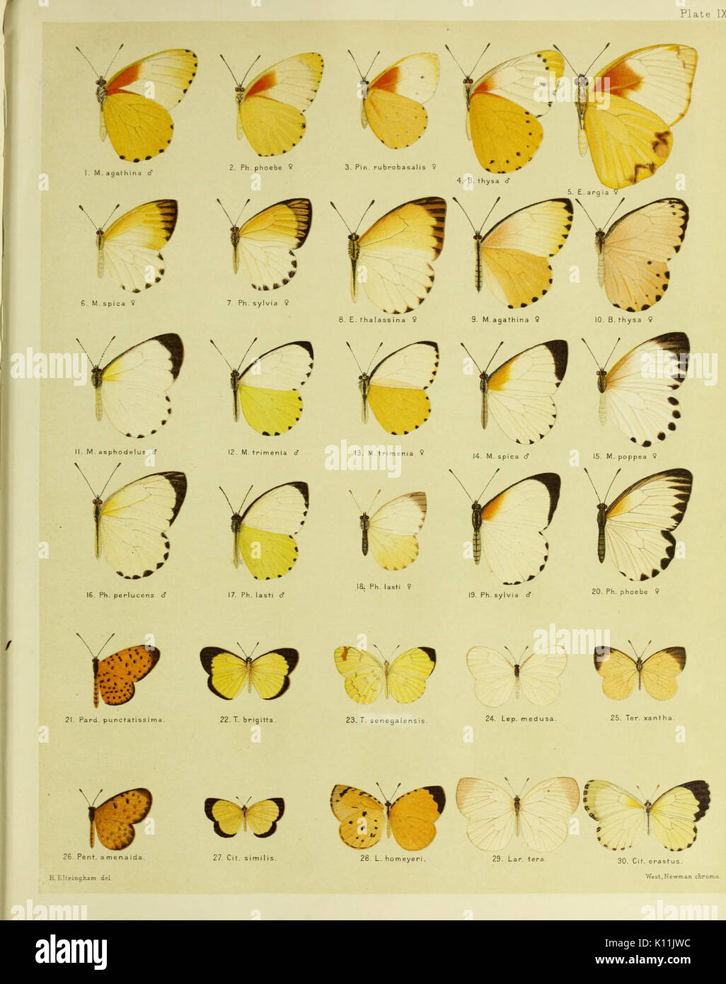 Mimetic art hi-res stock photography and images - Alamy