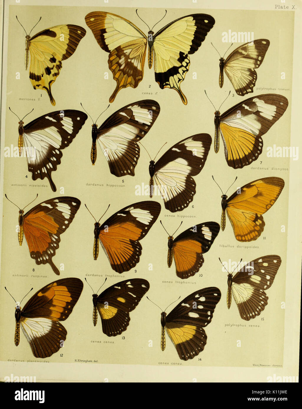 Mimetic art hi-res stock photography and images - Alamy