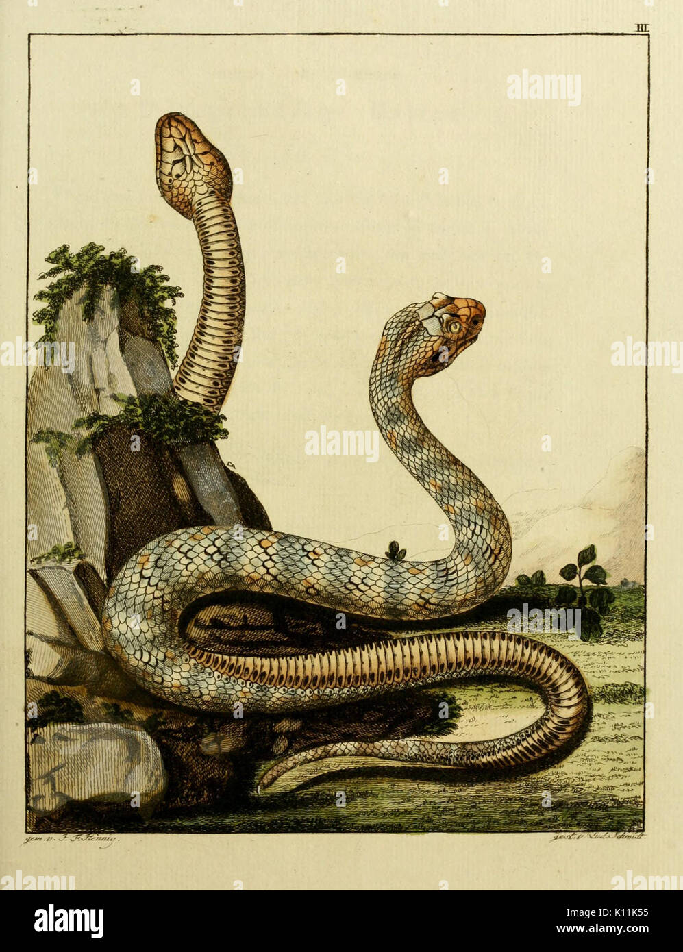 Beytraege zur Naturgeschichte (Plate III) BHL3683590 Stock Photo - Alamy