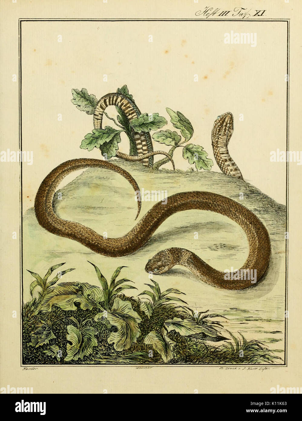 Beytraege zur naturgeschichte hi-res stock photography and images - Alamy