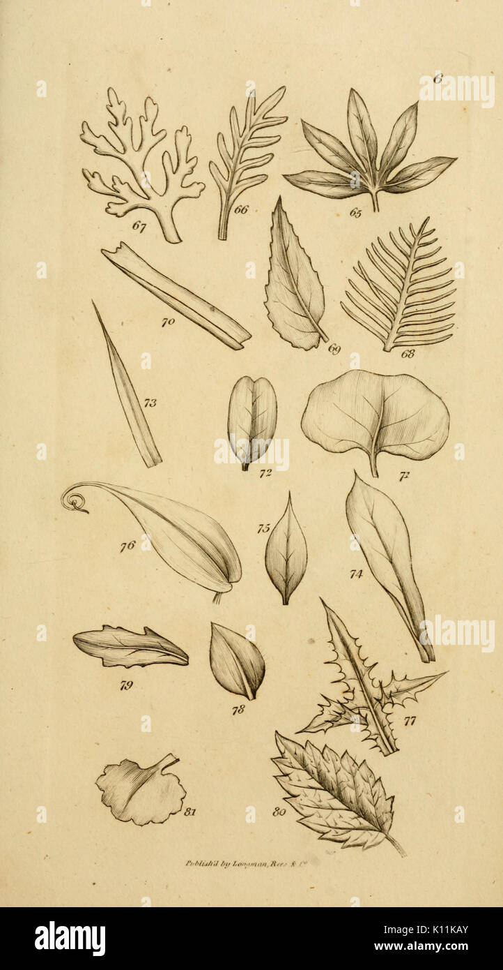 An introduction to physiological and systematical botany (Pl. 6 ...