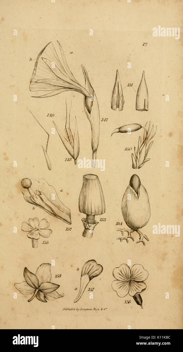 An introduction to physiological and systematical botany (Pl. 12 ...