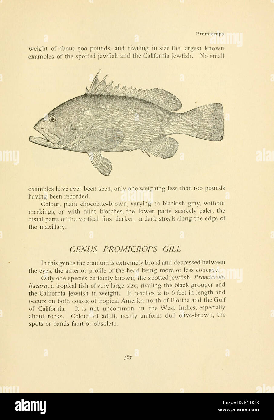 Guide american fish species hi-res stock photography and images - Alamy