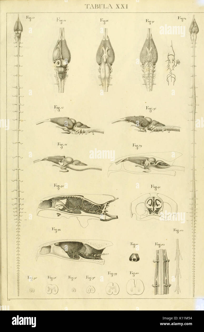 Anatome testudinis Europaeae (Tabula XXI) BHL2969635 Stock Photo - Alamy