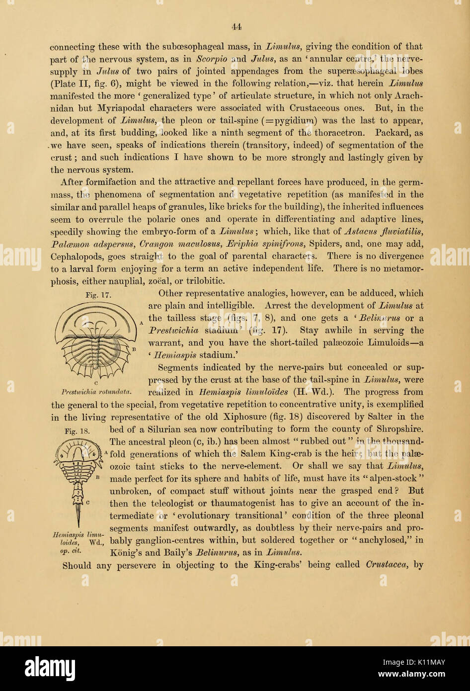 Limulus anatomy hi-res stock photography and images - Alamy