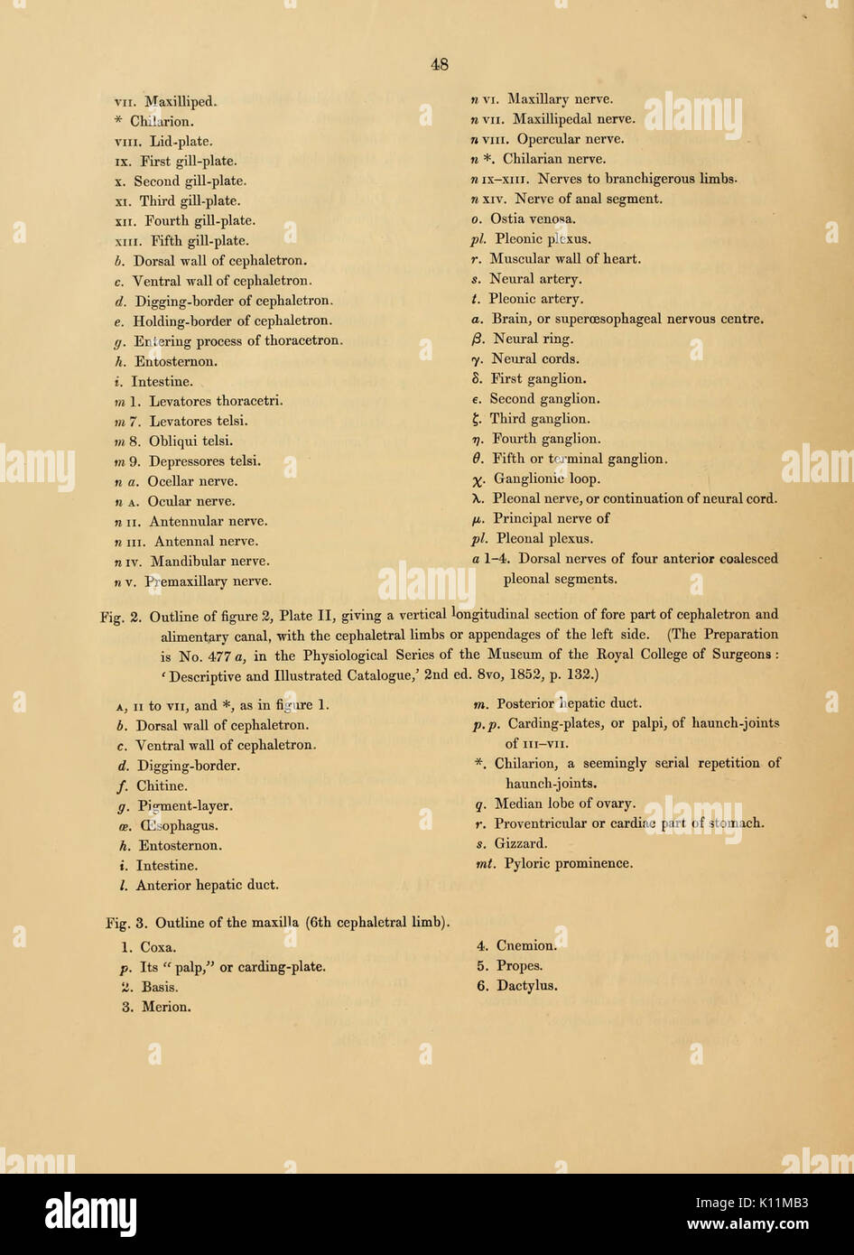 Anatomy of the king crab (Limulus polyphemus, Latr.) (Page 48 ...