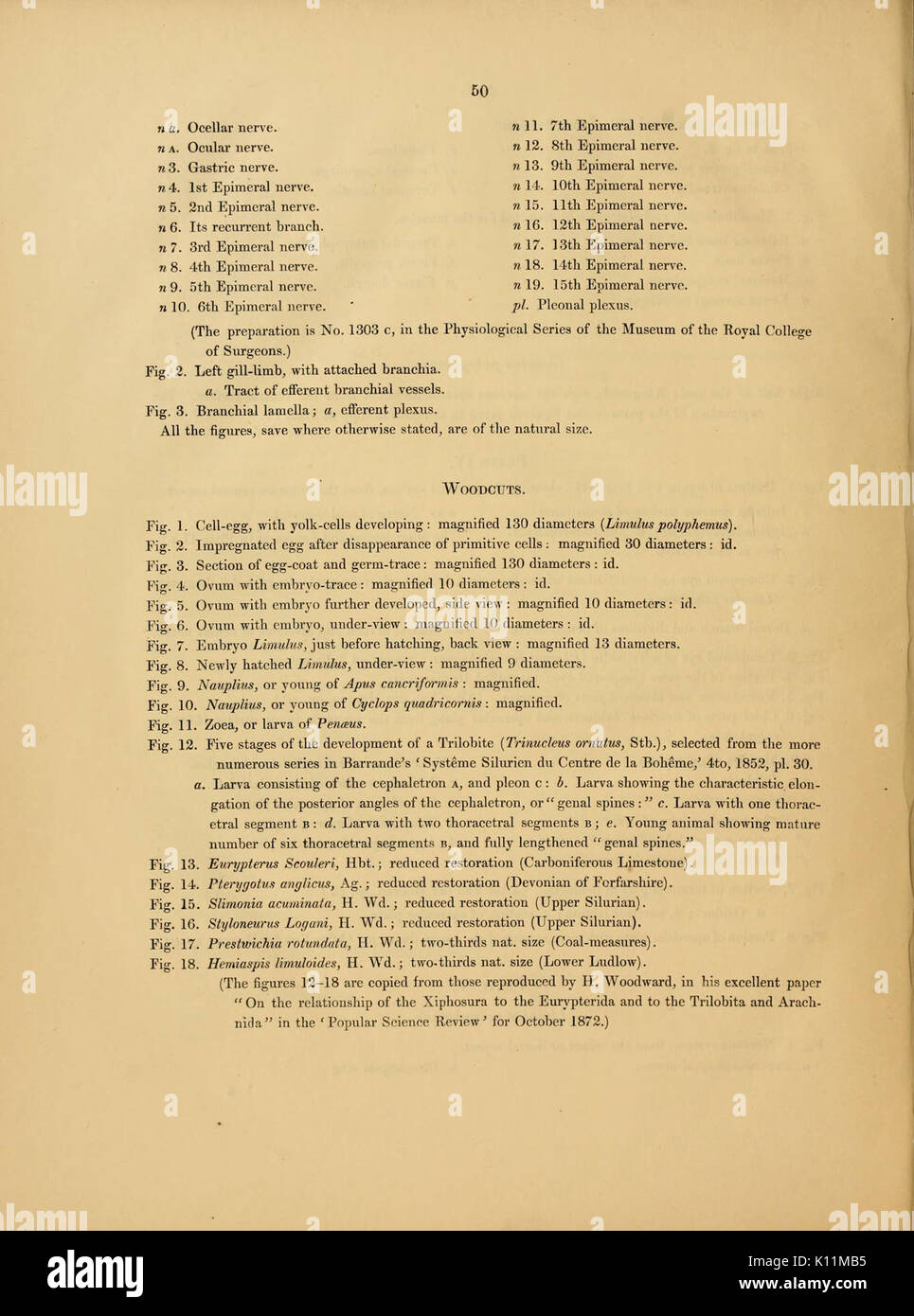 Limulus anatomy hi-res stock photography and images - Alamy