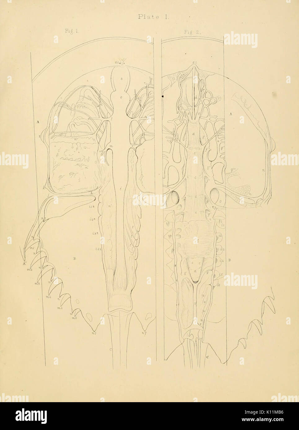 Limulus anatomy hi-res stock photography and images - Alamy