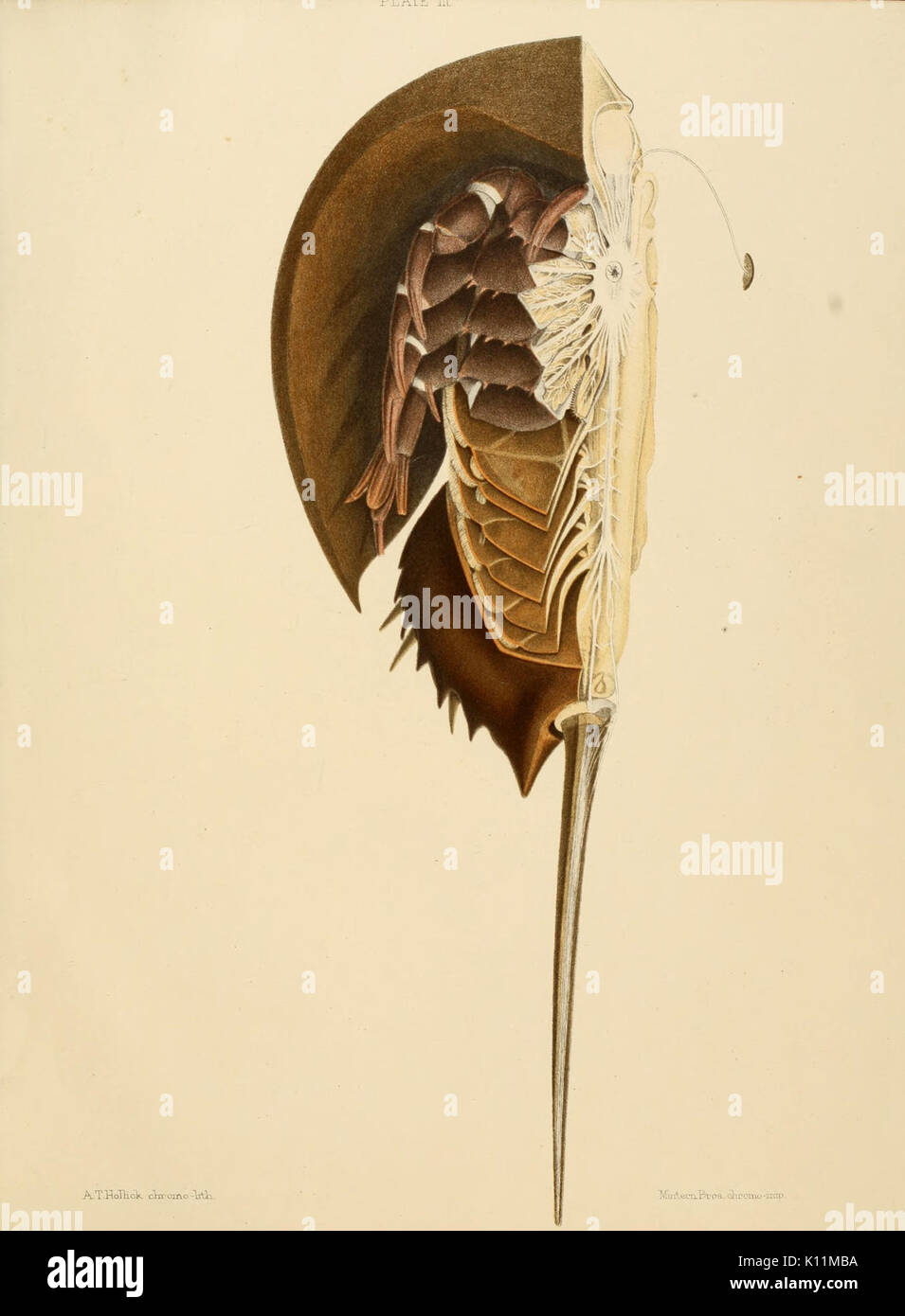 Limulus anatomy hi-res stock photography and images - Alamy