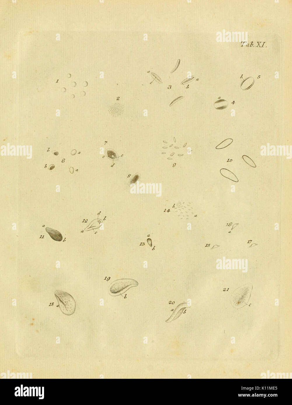 Animalcula infusoria fluvia tilia et marina (Plate XI) BHL14383277 ...