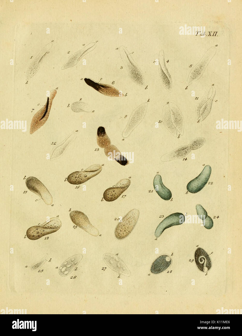 Animalcula infusoria fluvia tilia et marina (Plate XII) BHL14383279 ...