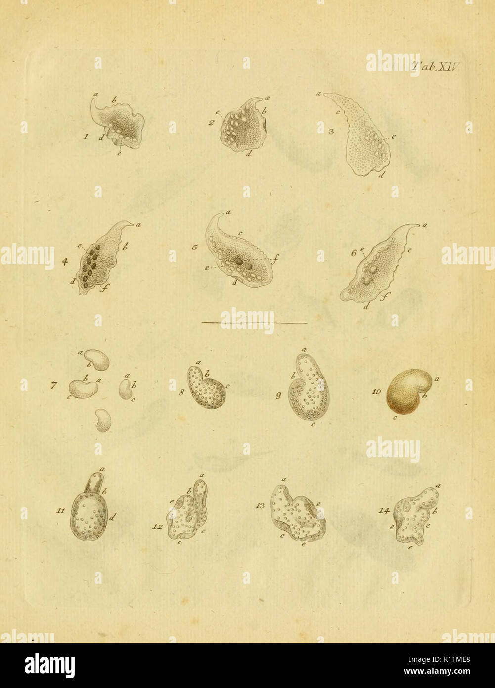 Animalcula infusoria fluvia tilia et marina (Plate XIV) BHL14383283 ...