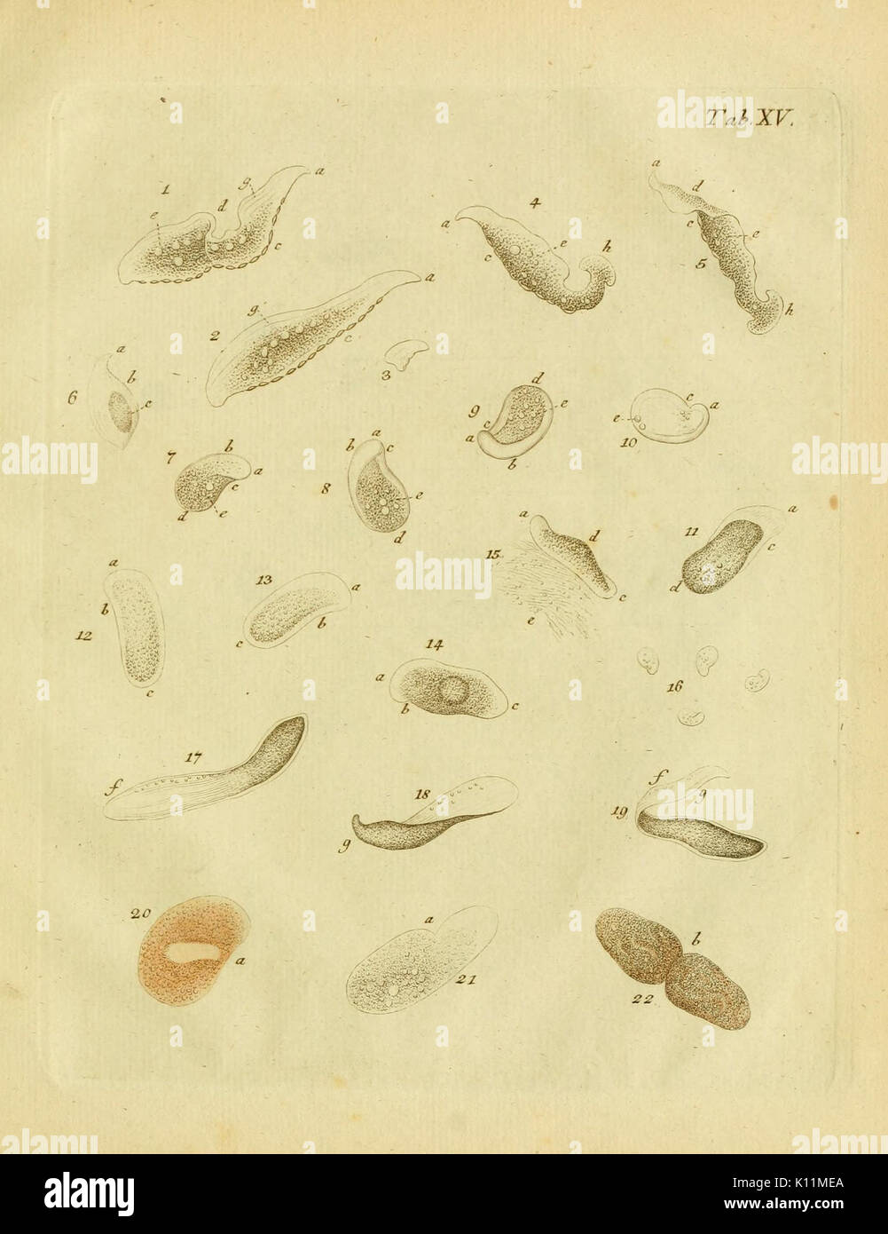 Animalcula infusoria fluvia tilia et marina (Plate XV) BHL14383285 ...