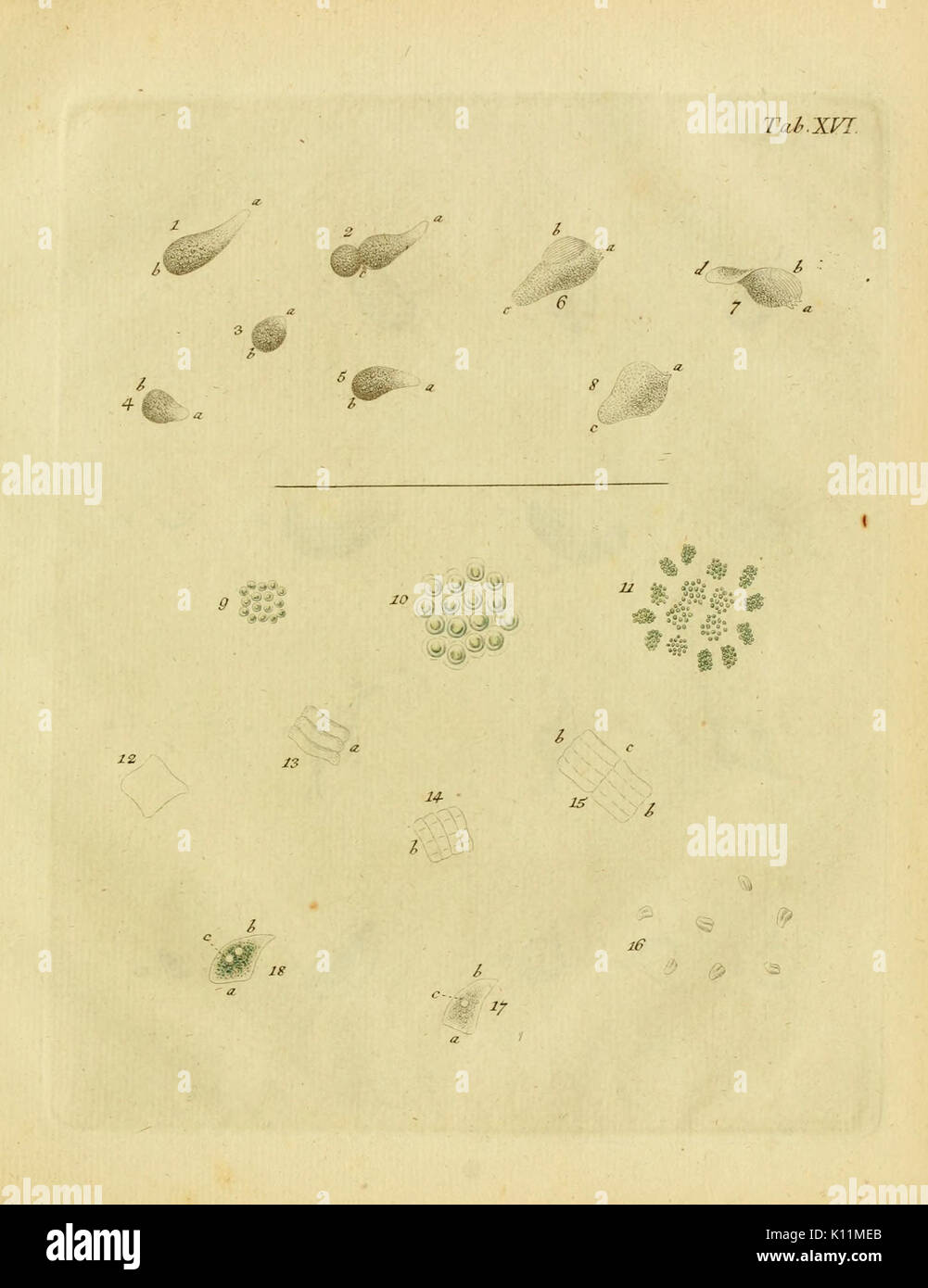 Animalcula infusoria fluvia tilia et marina (Plate XVI) BHL14383287 ...
