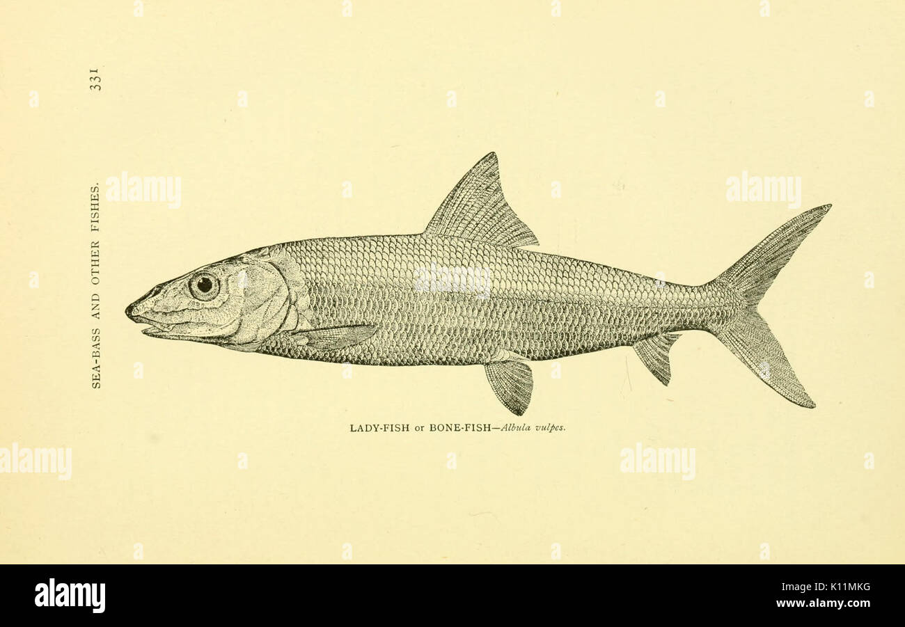 Lady fish hi-res stock photography and images - Alamy