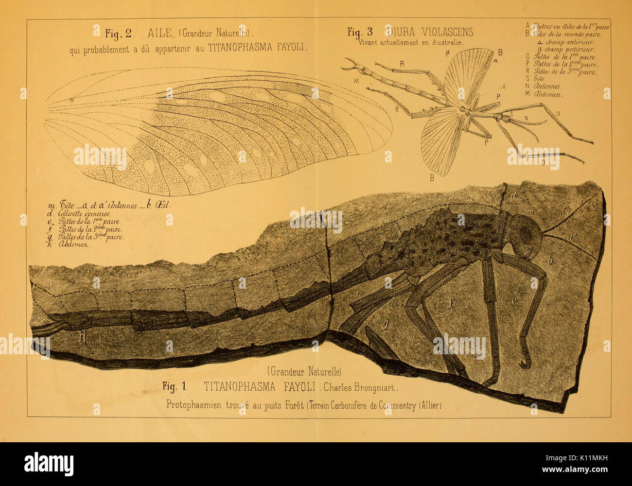 Apercu sur les insectes fossiles en general BHL14972922 Stock Photo - Alamy