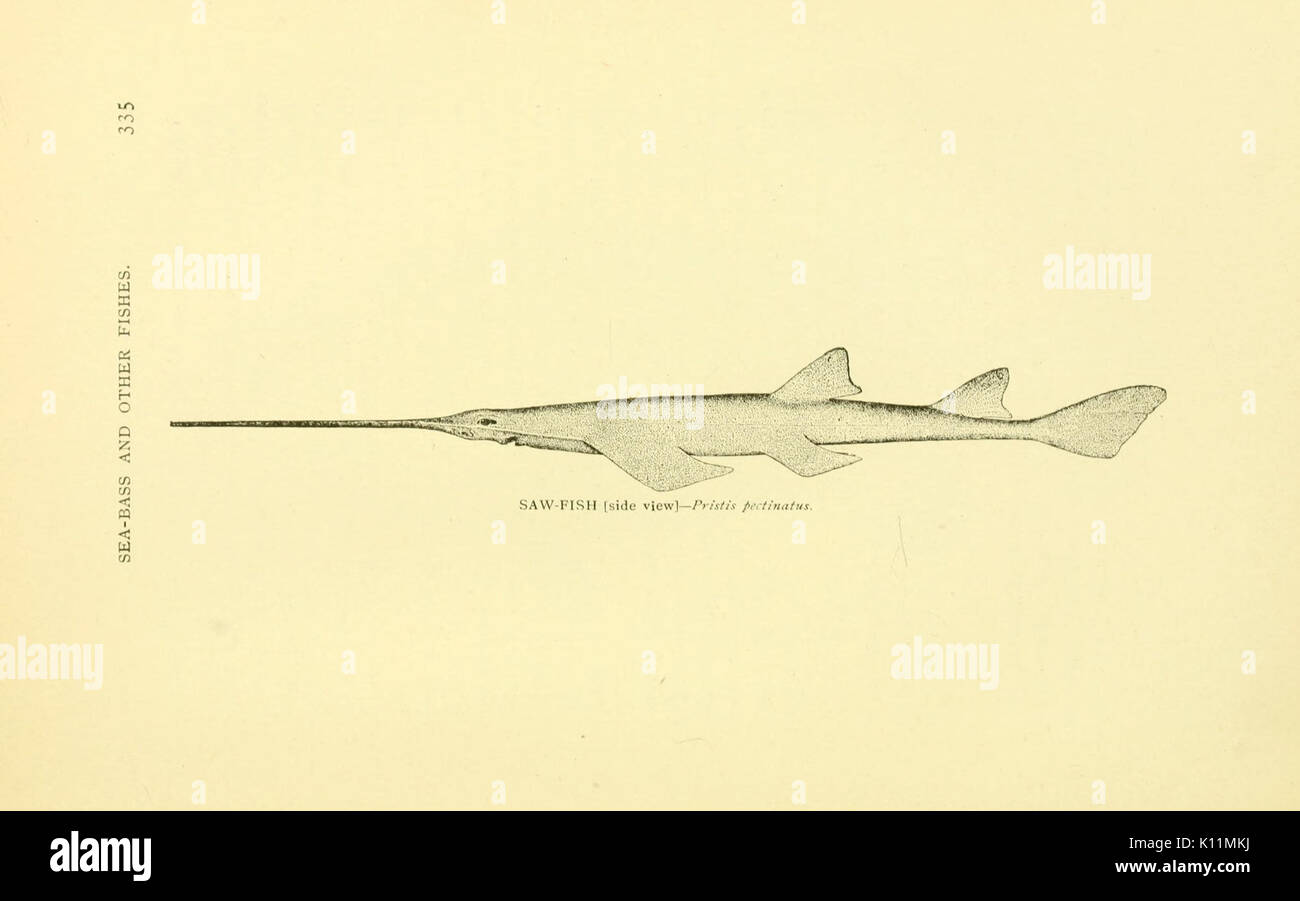 American game fishes (Page 335, Figure Saw Fish) BHL8309605 Stock Photo ...