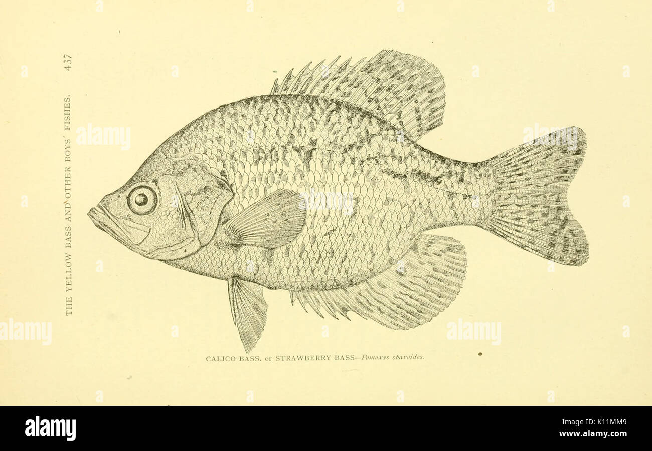 Strawberry bass hi-res stock photography and images - Alamy