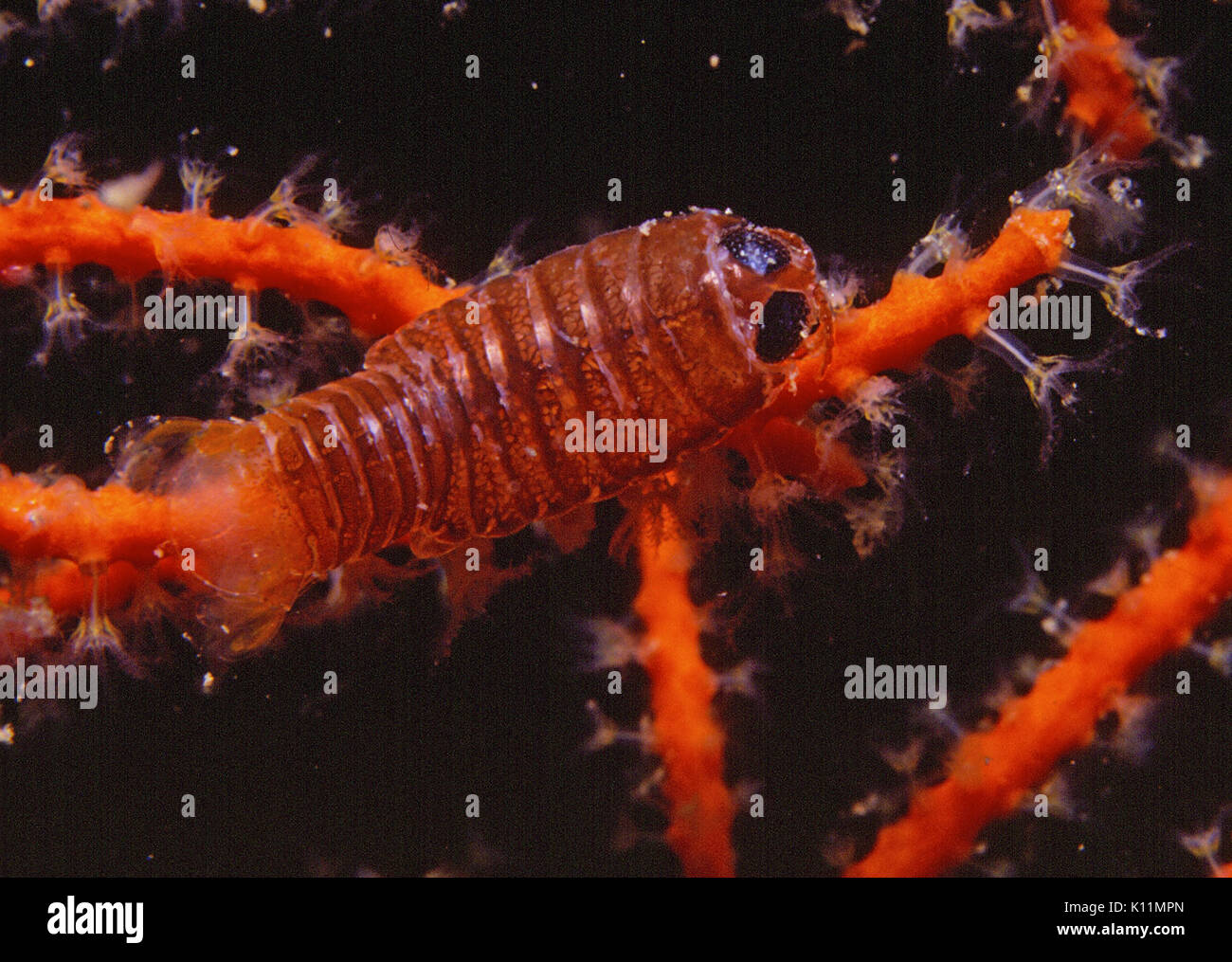 Anilocra physodes (Linnaeus, 1758) 1 Stock Photo - Alamy