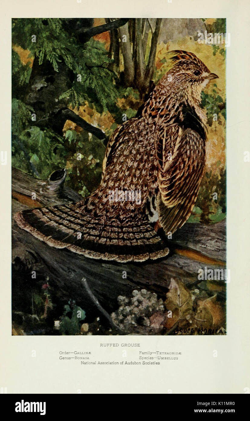 Bird lore hi-res stock photography and images - Alamy