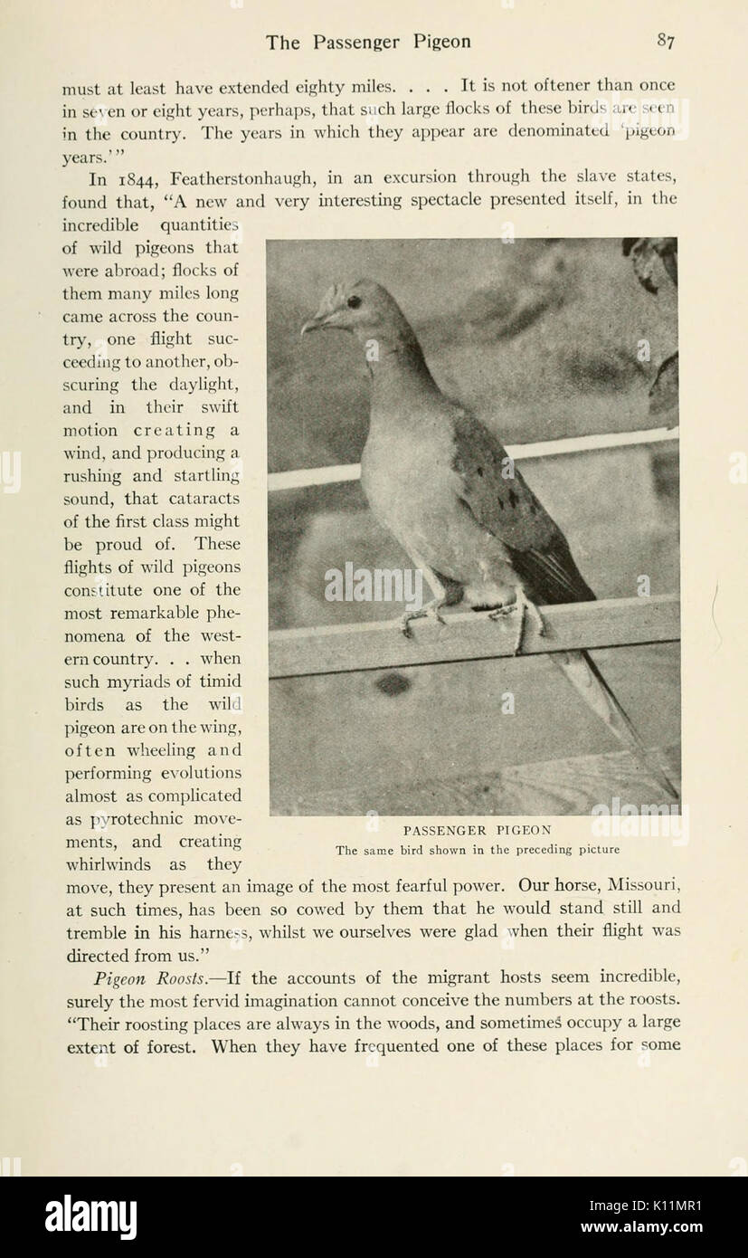 Bird identification guides hi-res stock photography and images - Alamy