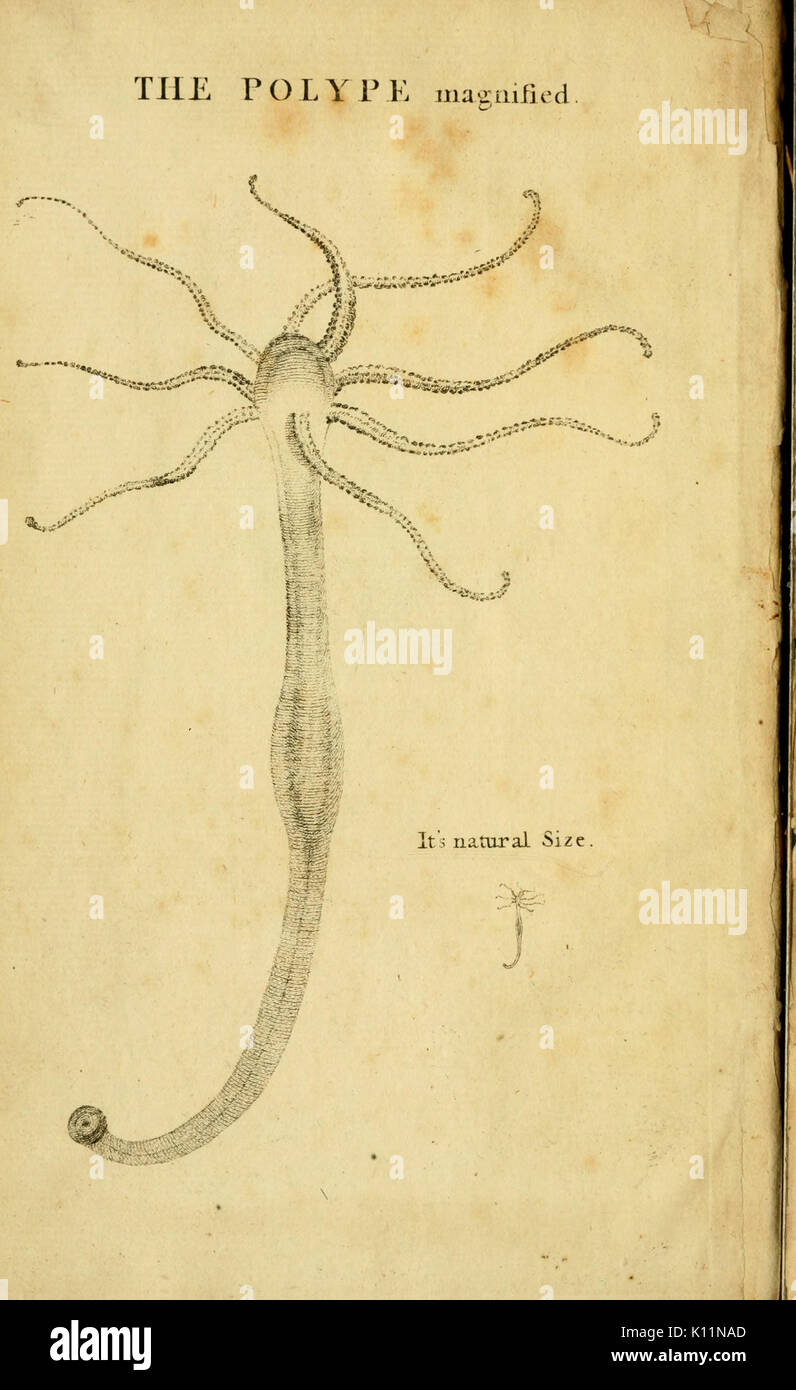 An attempt towards a natural history of the polype BHL9670140 Stock ...