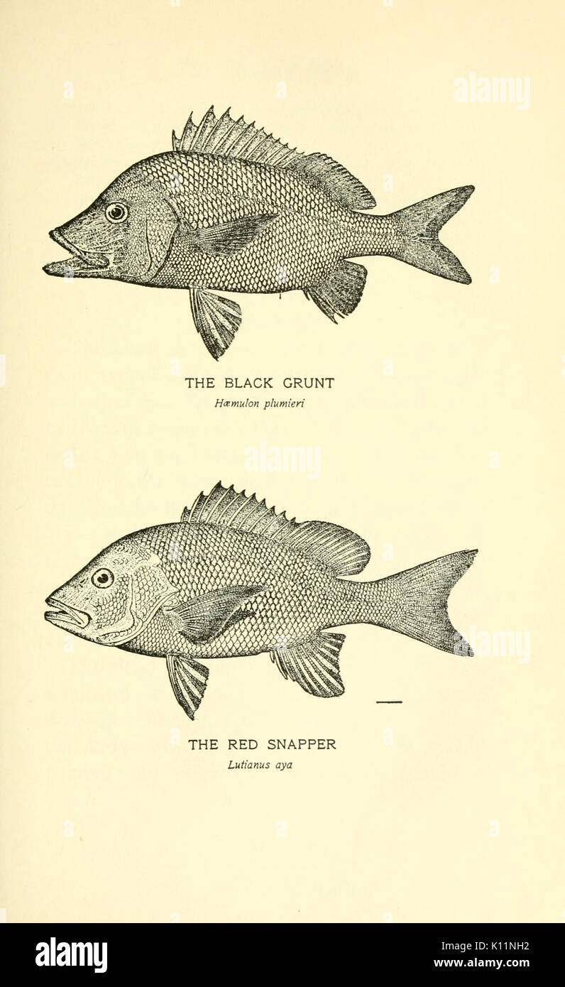 Snapper fish illustration hi-res stock photography and images - Alamy