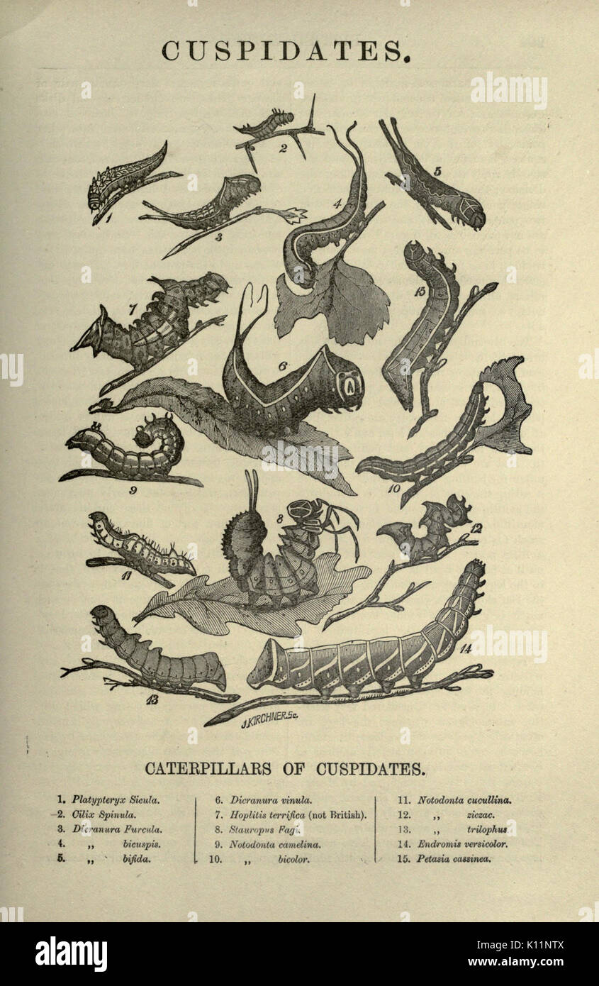 An illustrated natural history of British butterflies and moths (Page ...