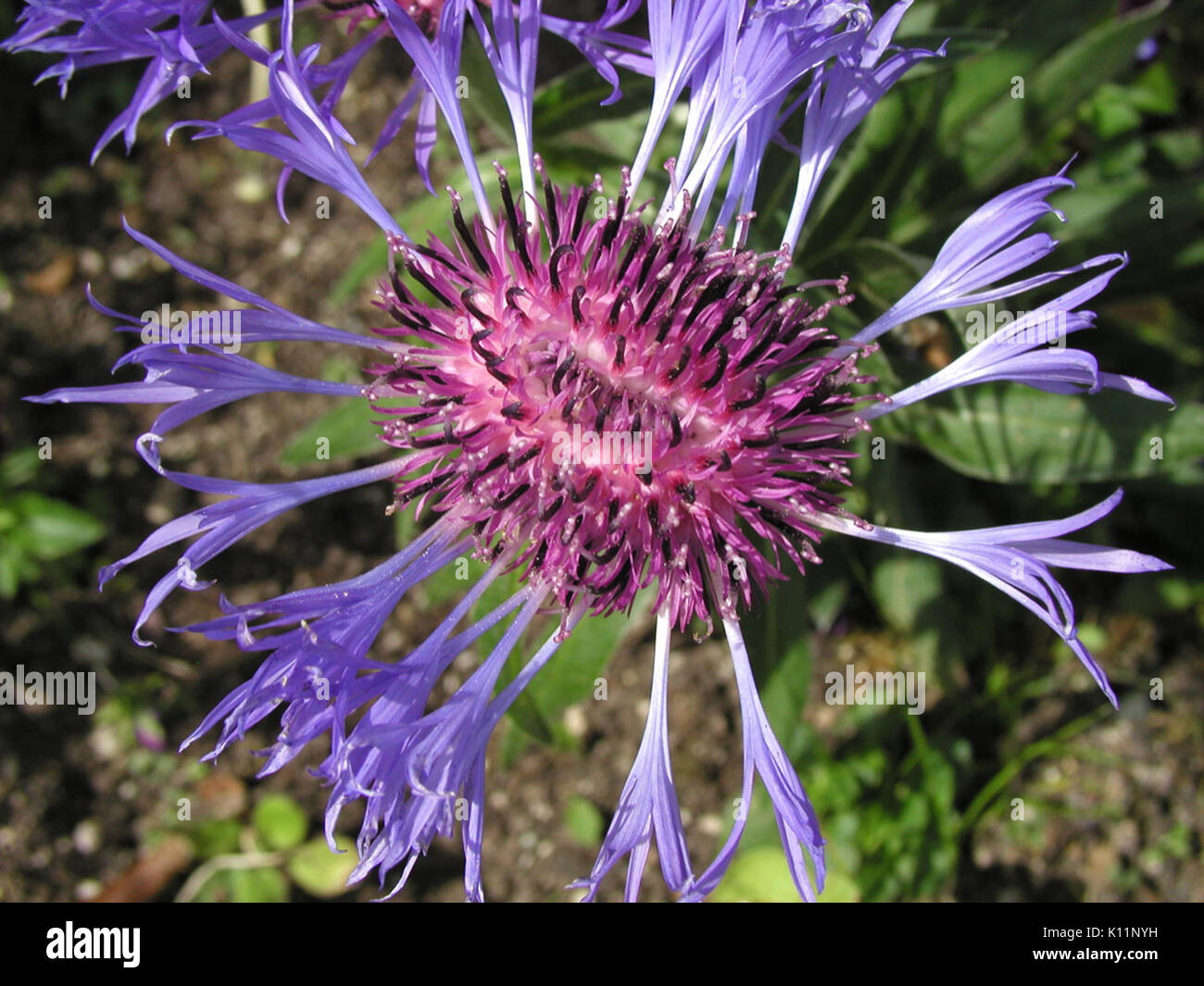 Unknown plant species hi-res stock photography and images - Alamy