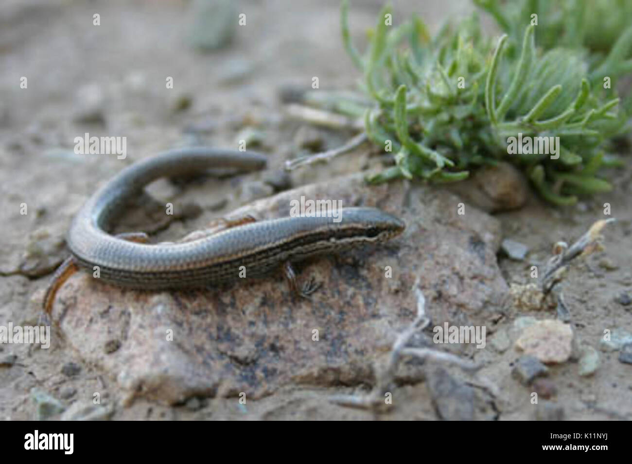 Ablepharus hi-res stock photography and images - Alamy